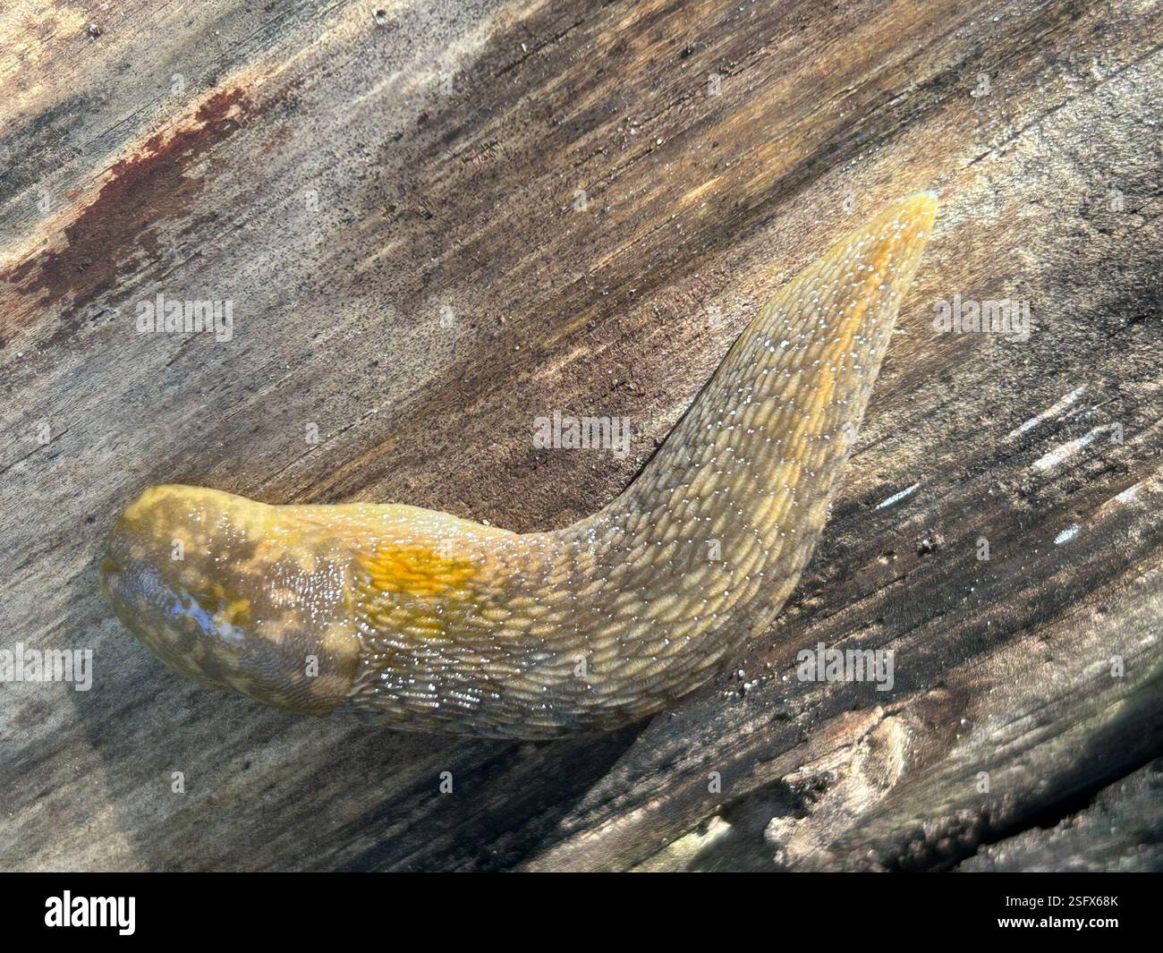 Yellow Cellar Slug (Limacus flavus), Mollusca, Broderson Ave, Los Osos ...