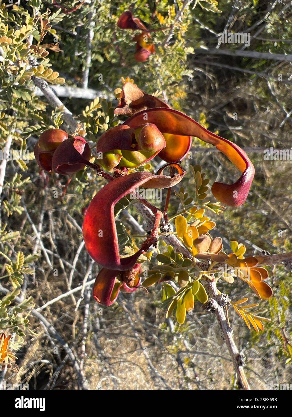 Catclaw Acacia (Senegalia greggii), Plantae, Anza-Borrego Desert State ...