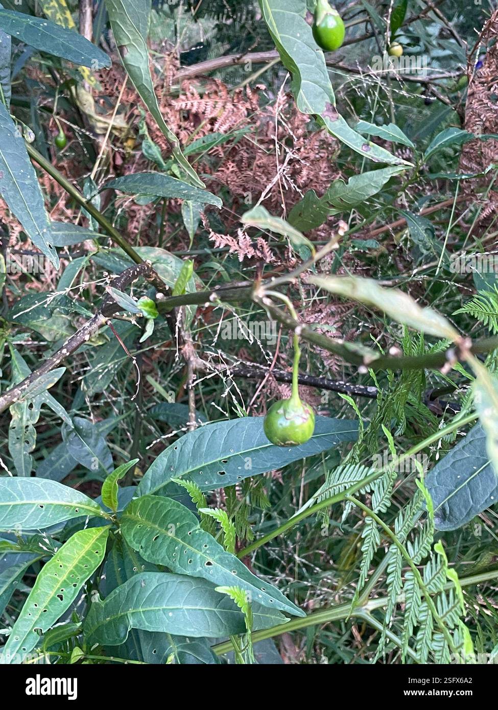 kangaroo-apple (Solanum laciniatum), Plantae, Melbourne VIC, Australia ...