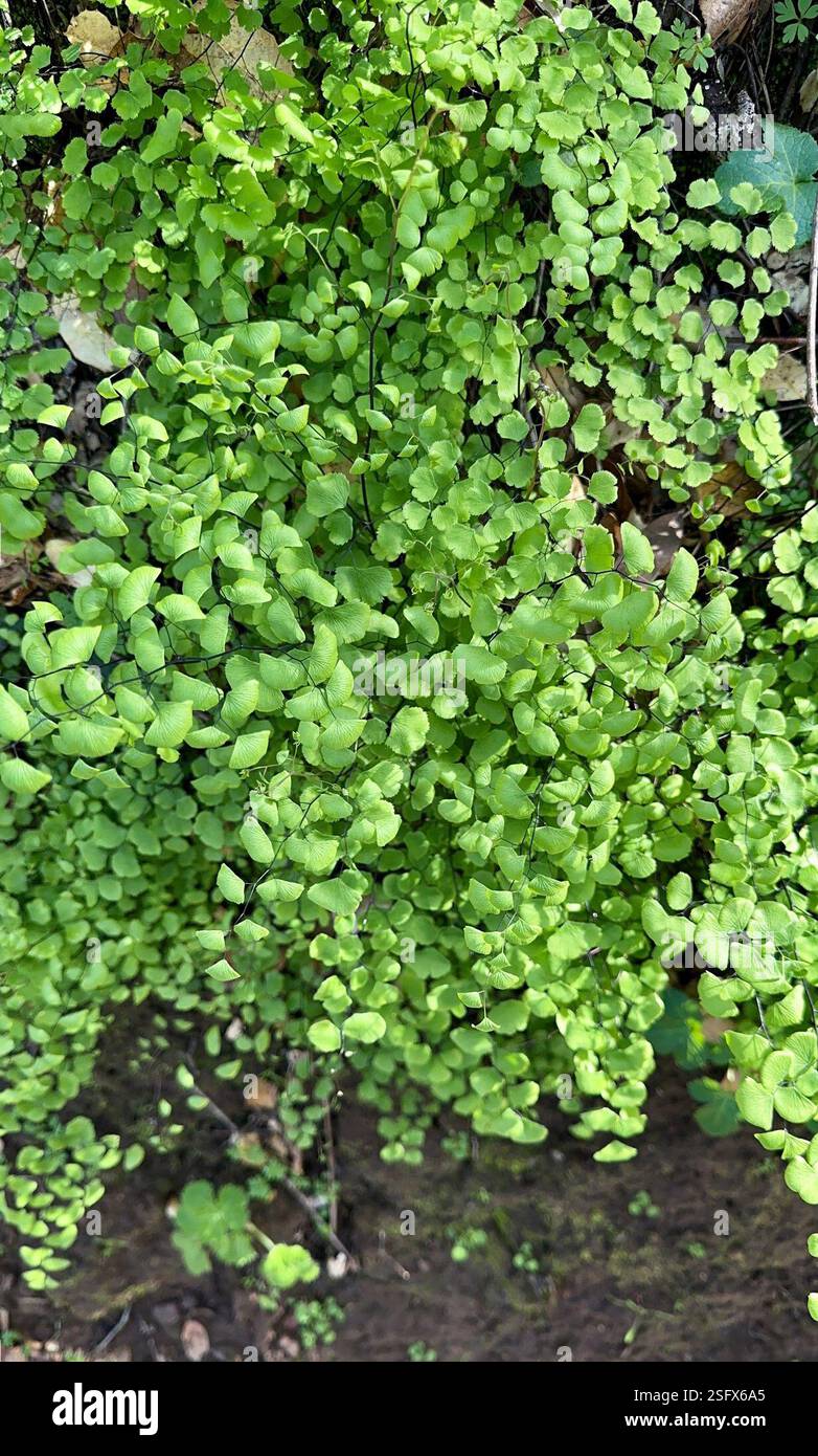 California Maidenhair Fern (Adiantum jordanii), Plantae, Cupertino, CA ...