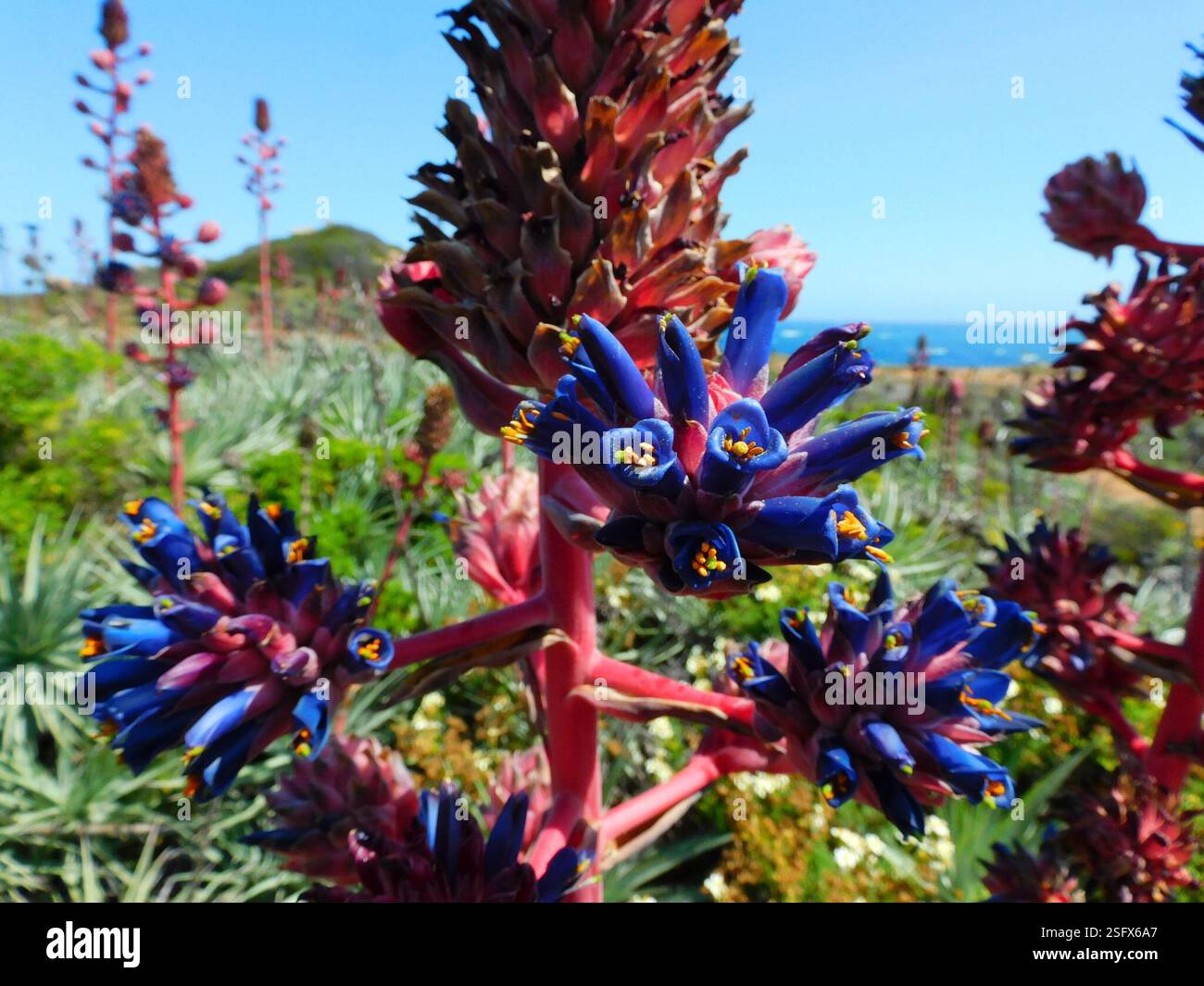 (Puya venusta), Plantae, La Ligua, Valparaíso, Chile Stock Photo - Alamy