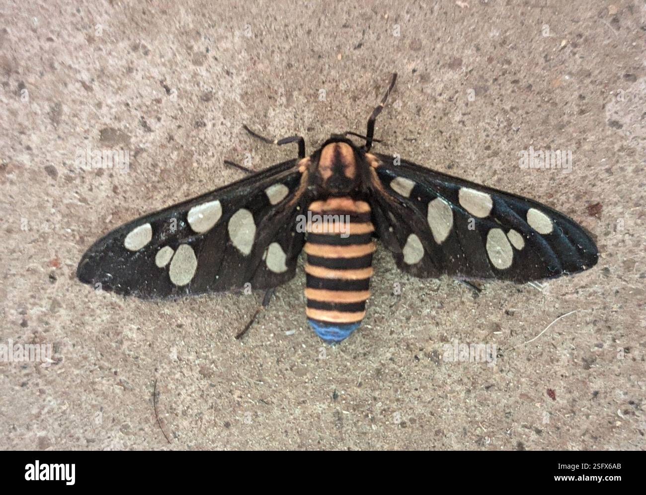 sandalwood defoliator (Amata passalis), Insecta, Madurai Agriculture ...