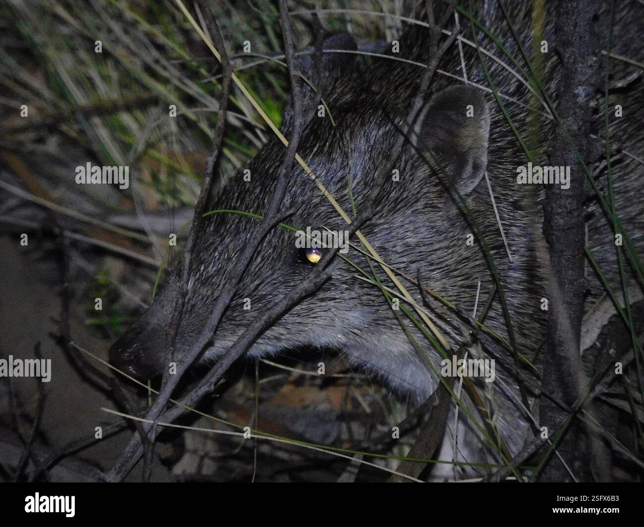 Southern Brown Bandicoot (Isoodon obesulus), Mammalia, Hobart TAS ...
