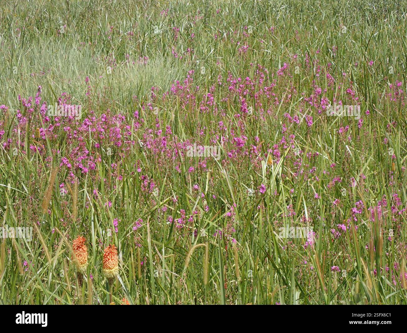 Marsh Dissotis (Argyrella canescens), Plantae, uMgungundlovu District ...