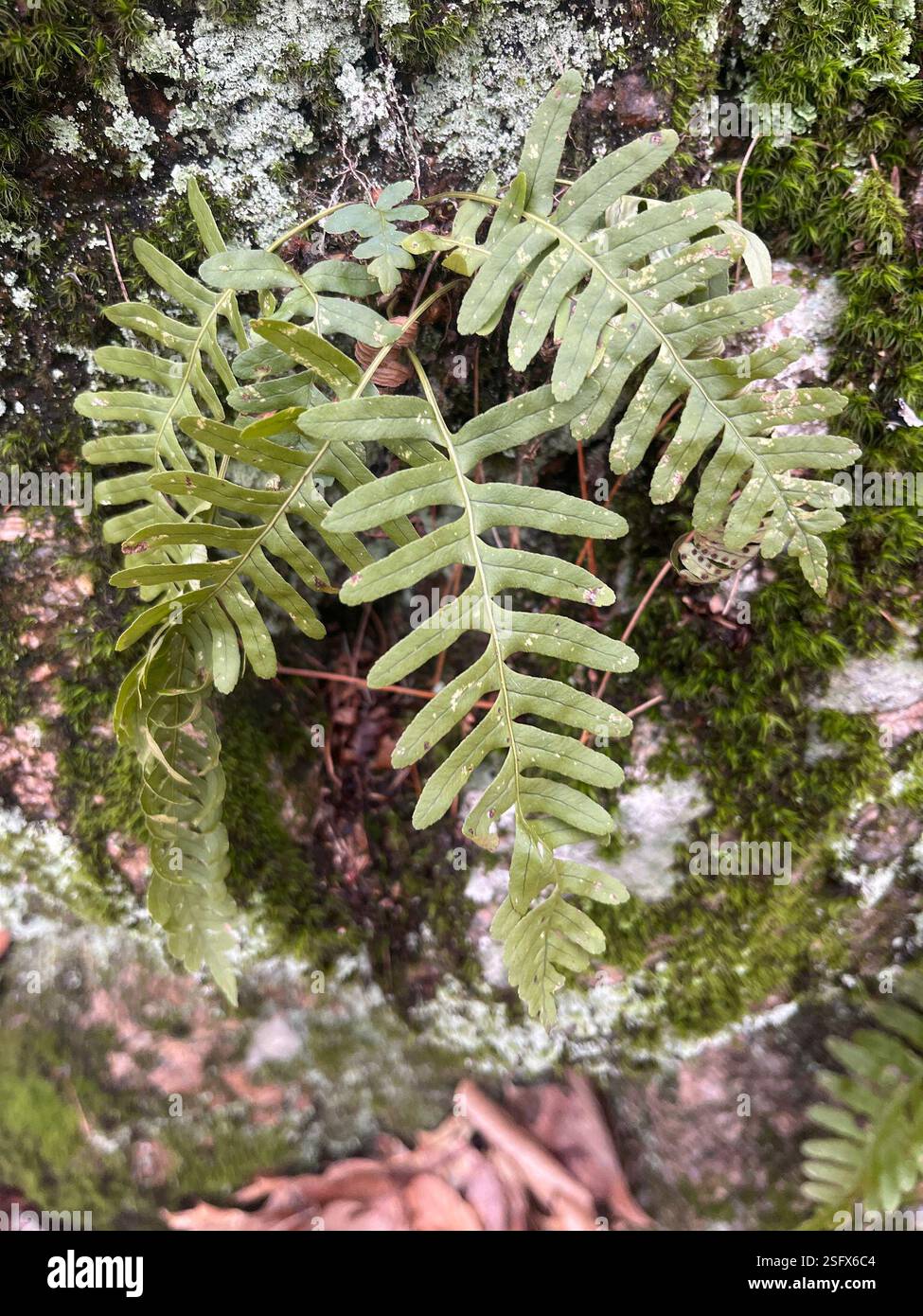 rock polypody (Polypodium virginianum), Plantae, Cameron Highlands ...