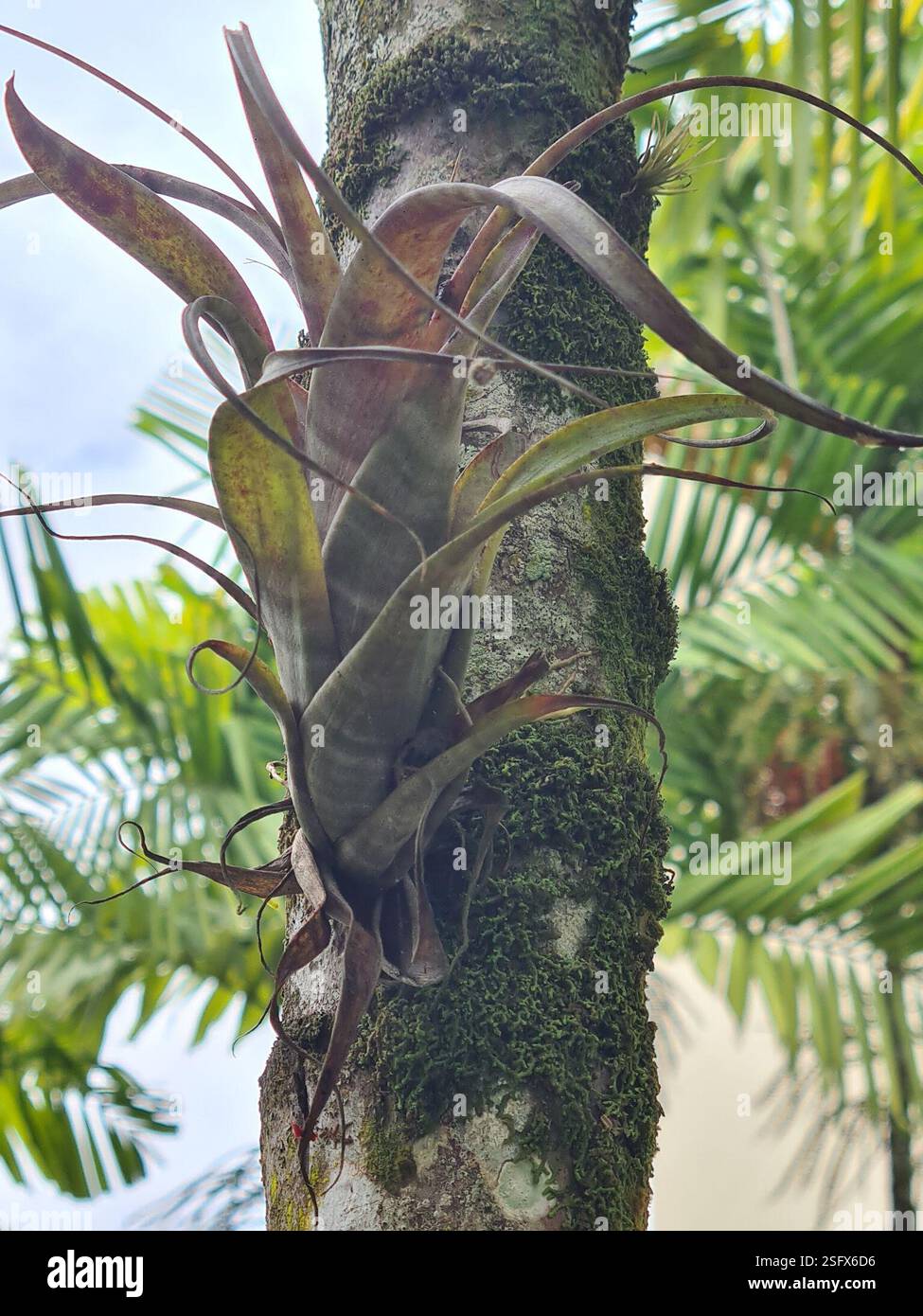Twisted Airplant (Tillandsia flexuosa), Plantae, Rainville, Paramaribo ...