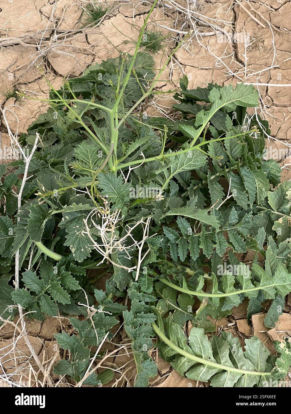 Saharan Mustard (Brassica tournefortii), Plantae, Henderson Canyon Rd ...