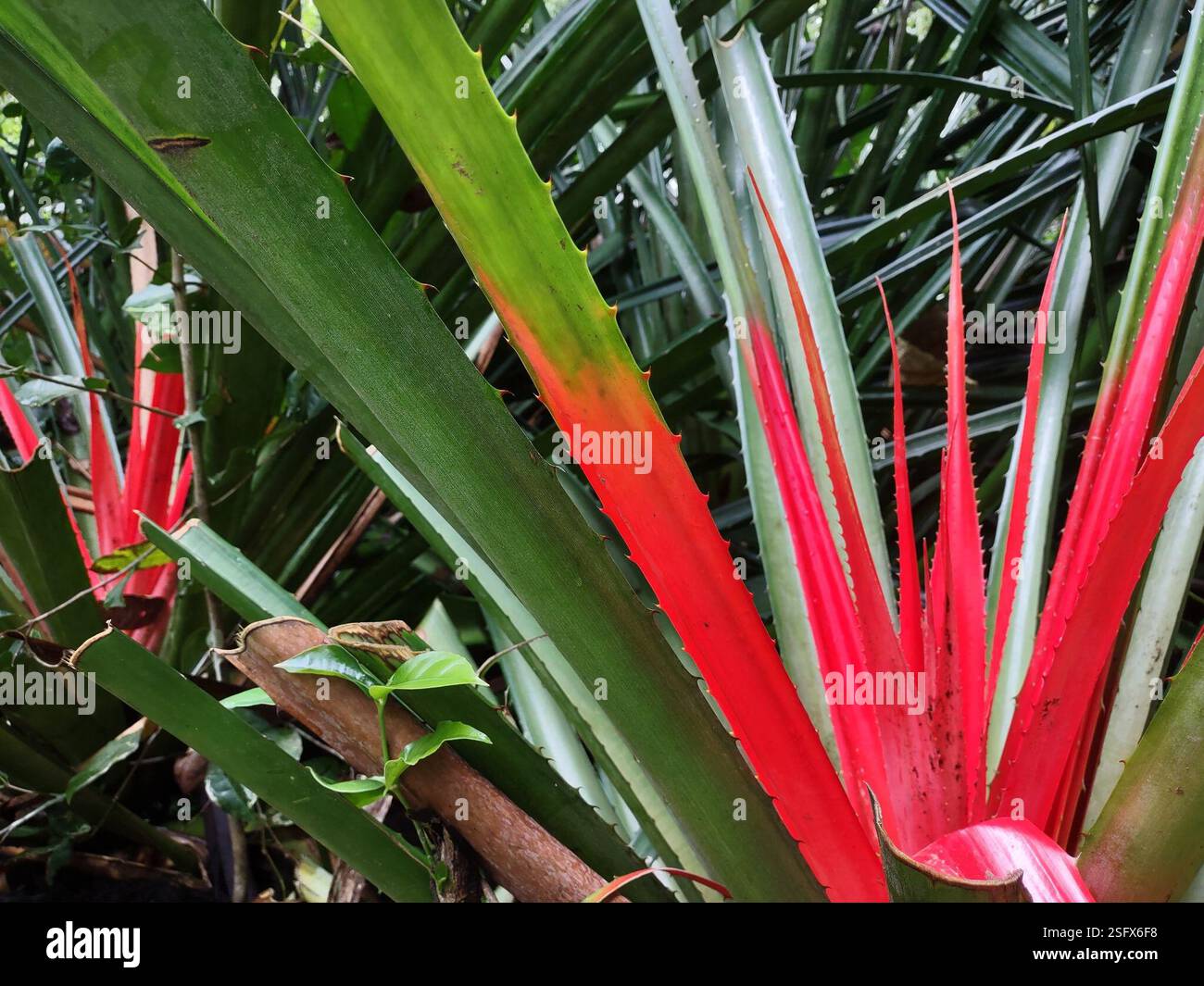 piñuela (Bromelia pinguin), Plantae, Colorado, Limón, Pococí, Costa ...