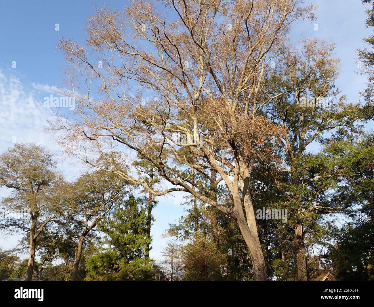 American sycamore (Platanus occidentalis), Plantae, North Carolina, US ...