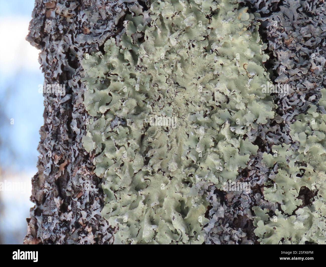 common greenshield lichen (Flavoparmelia caperata), Fungi, Algoma, CA ...