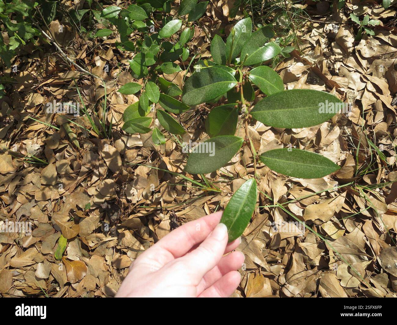 fetterbush lyonia (Lyonia lucida), Plantae, Windsor Forest, Savannah ...