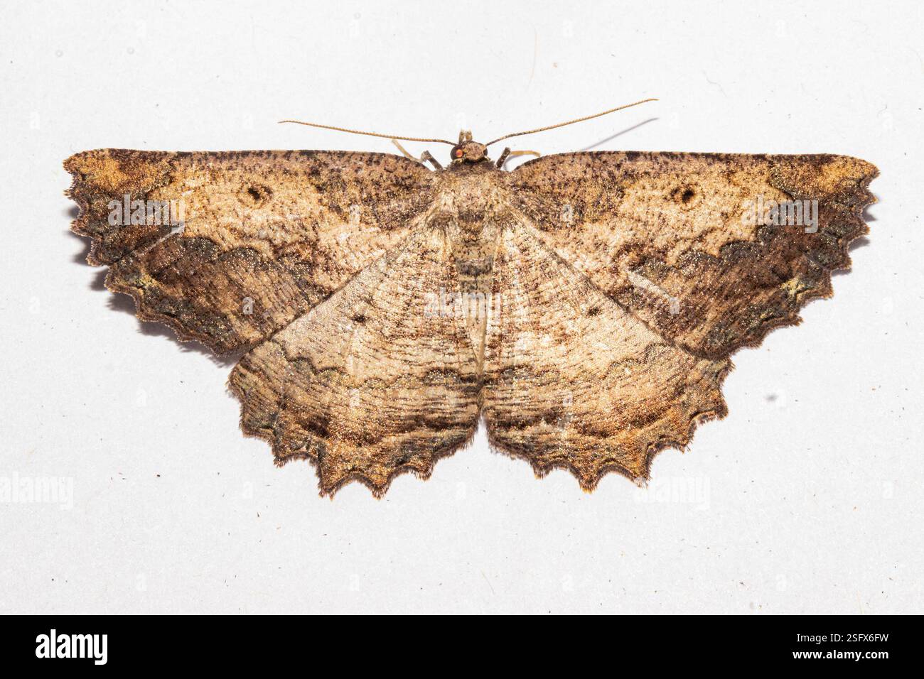 Lesser brown evening moth (Gellonia pannularia), Insecta, Southland ...