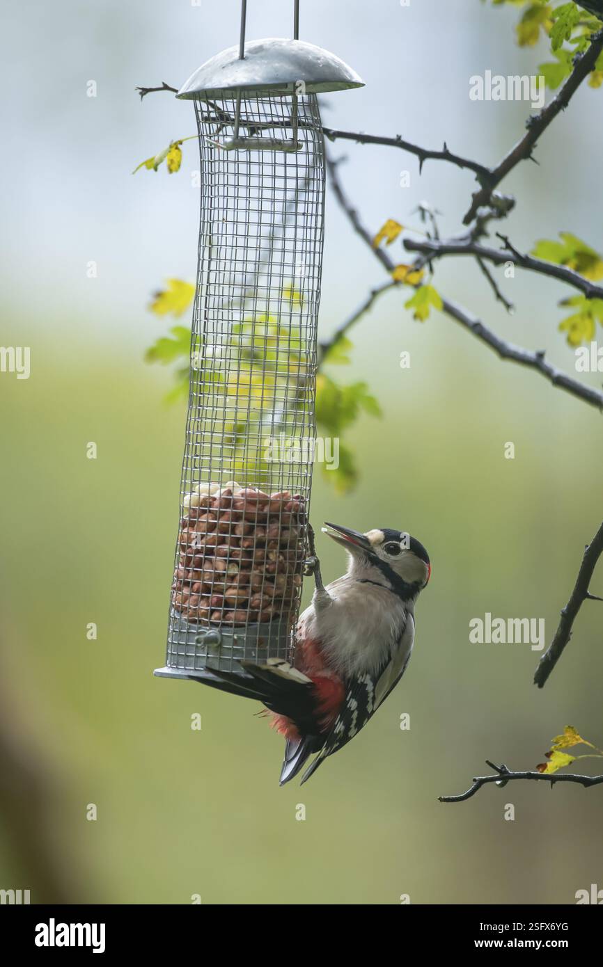 Great spotted woodpecker (Dendrocopos major) adult bird on a garden ...