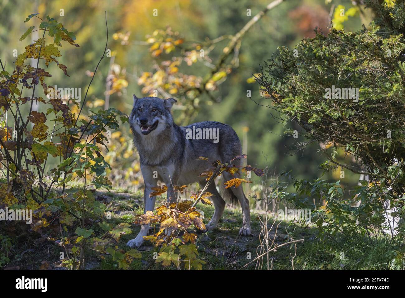 One eurasian gray wolf (Canis lupus lupus) standing on a small hill ...