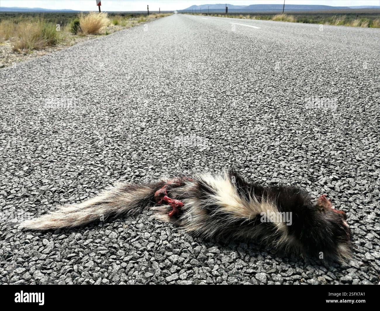 Zorilla (Ictonyx striatus), Mammalia, R63, South Africa Stock Photo - Alamy