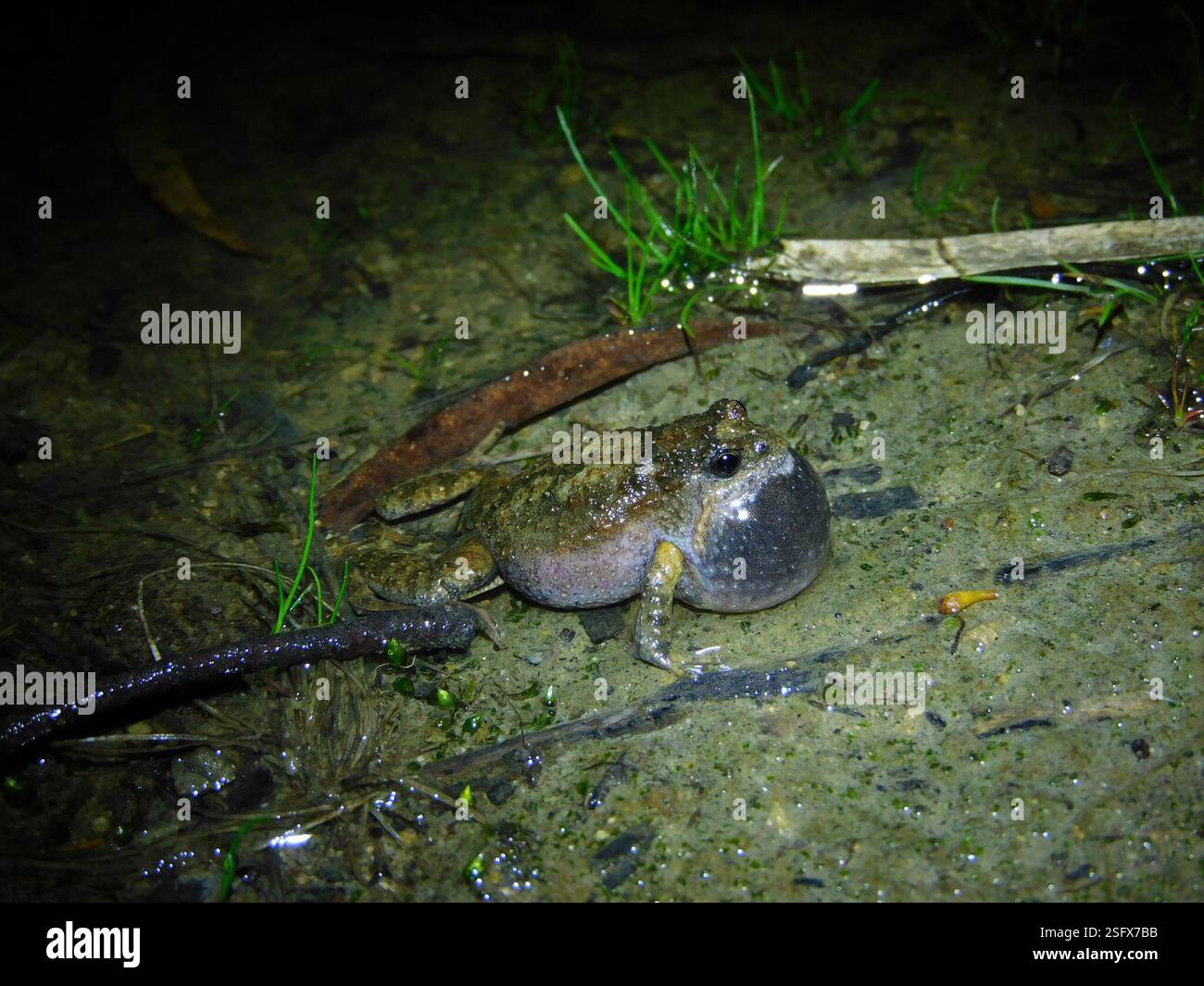 Common Eastern Froglet (Crinia signifera), Amphibia, Hobart TAS ...