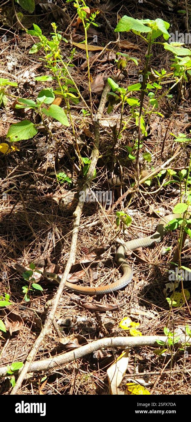 Yellow-faced Whipsnake (Demansia psammophis), Reptilia, Mudgeeraba QLD ...
