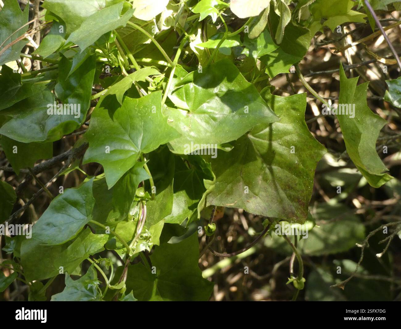 Cape-ivy (Delairea odorata), Plantae, pellines Stock Photo - Alamy