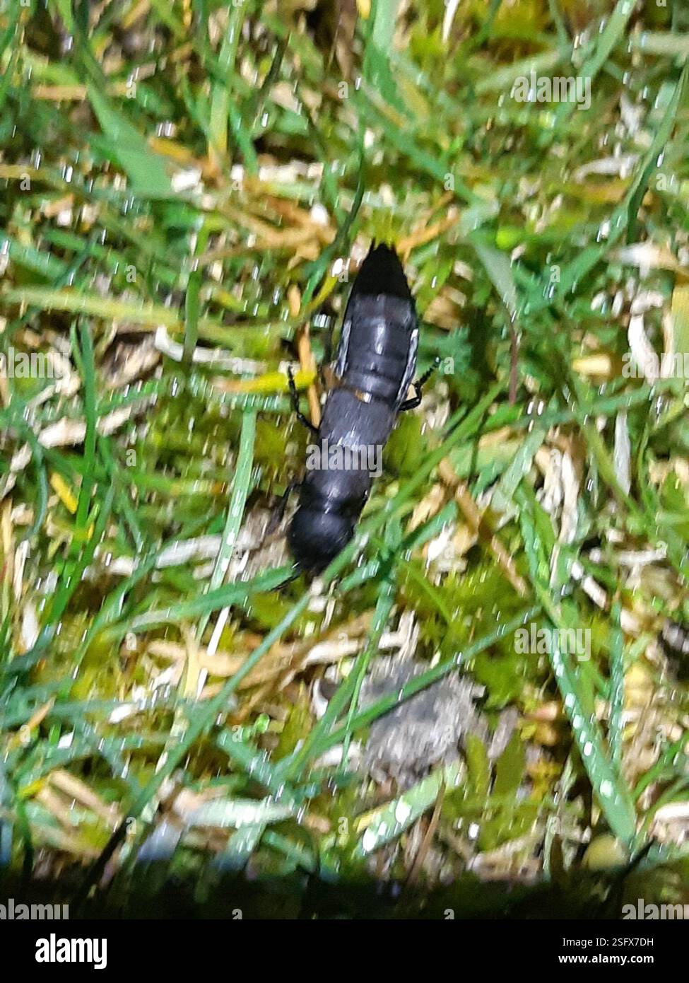 Devil's Coach Horse Beetle (Ocypus olens), Insecta, Bricqueville-sur ...