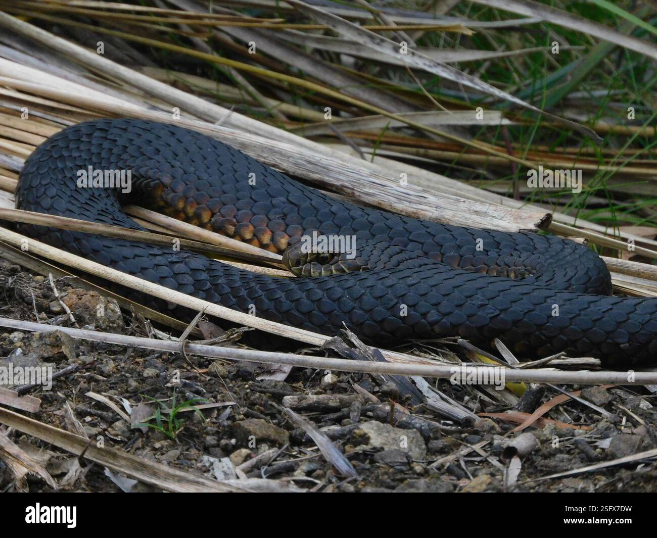Lowlands Copperhead (Austrelaps superbus), Reptilia, Hobart TAS ...