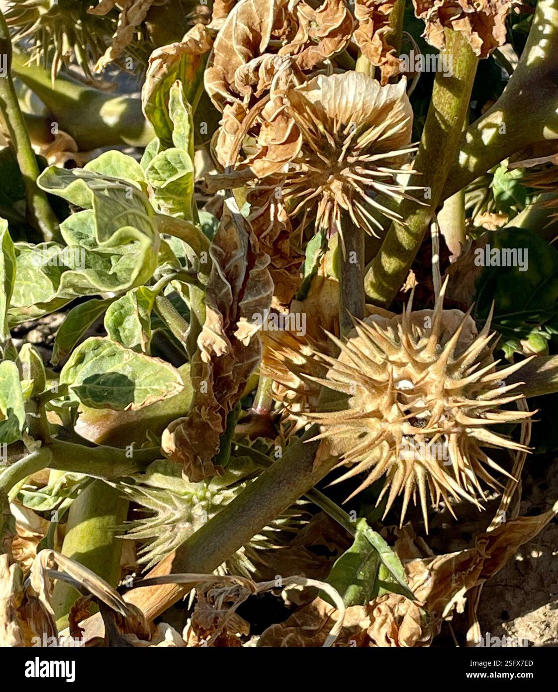 desert thorn-apple (Datura discolor), Plantae, Henderson Canyon Rd ...