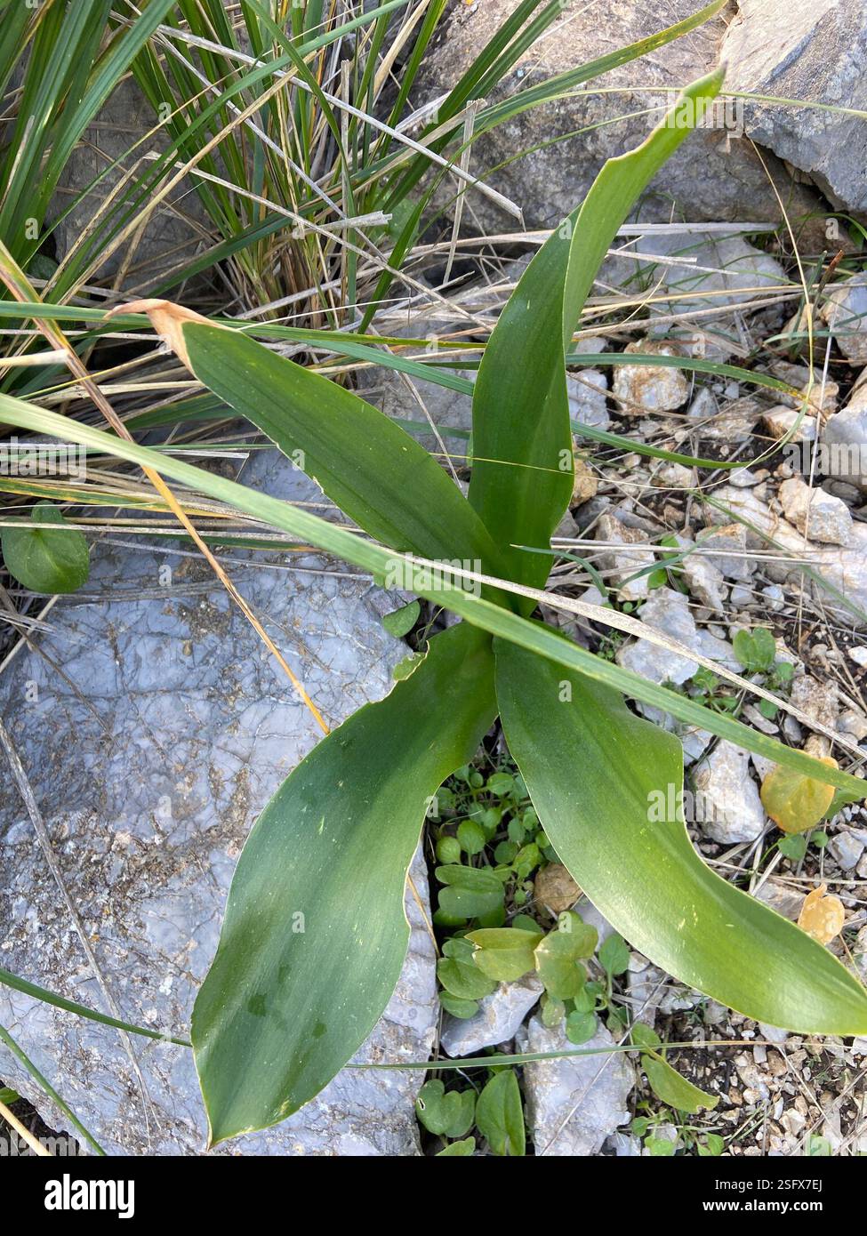 sea squill (Drimia maritima), Plantae, Parc Natural de la Península De ...