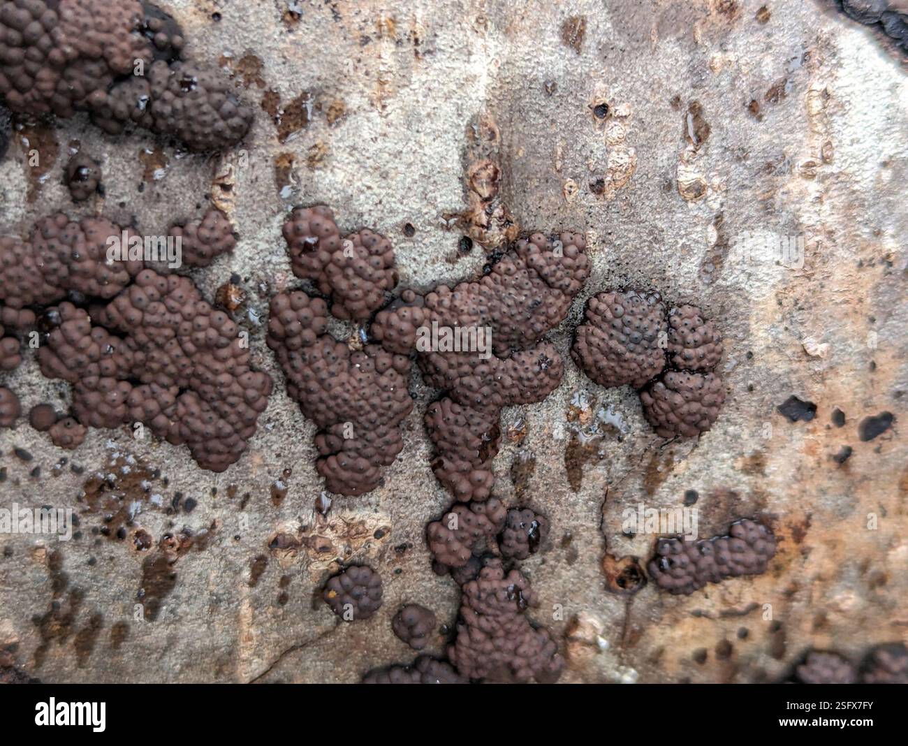 Birch Woodwart (Jackrogersella multiformis), Fungi, West Vancouver, BC ...