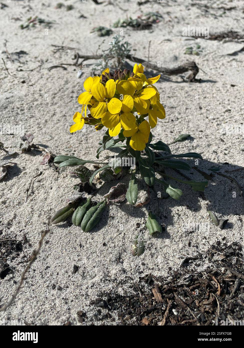 Menzies' wallflower (Erysimum menziesii), Plantae, California, US Stock ...