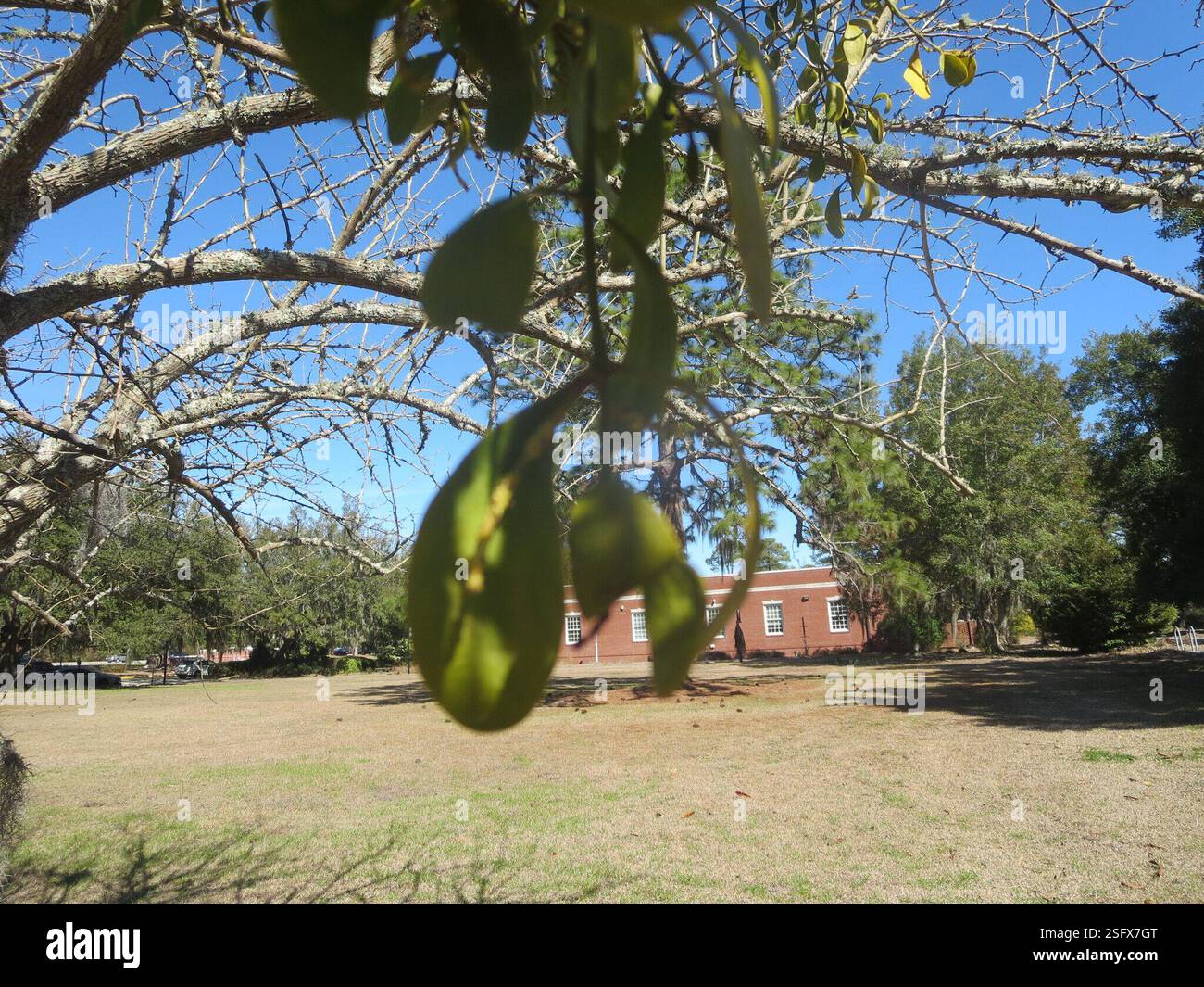 American Mistletoe (Phoradendron leucarpum), Plantae, Windsor Forest ...