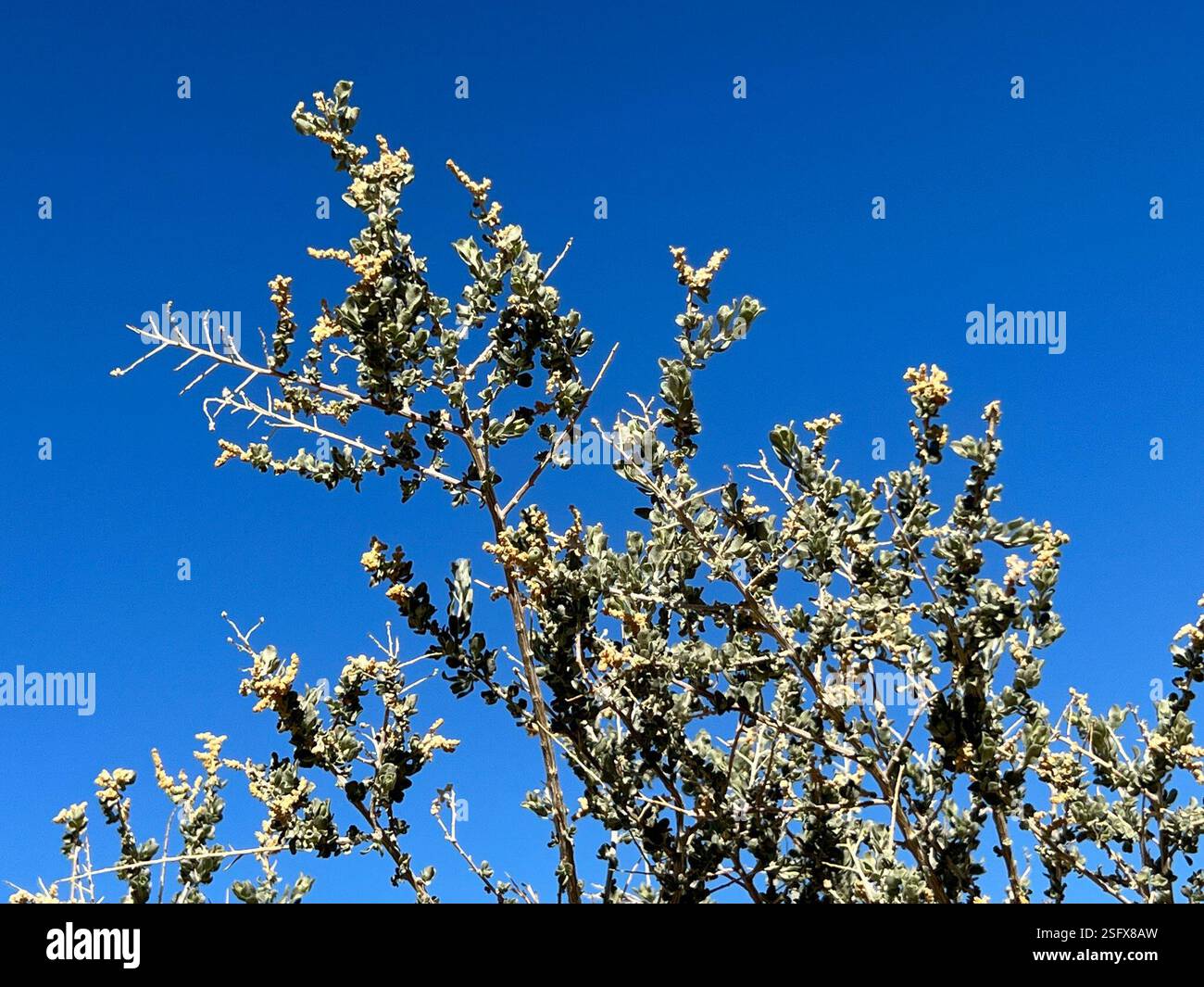 Saltbushes (Atriplex), Plantae, Anza-Borrego Desert State Park, Julian ...