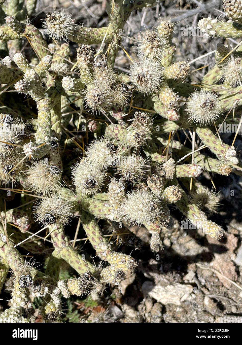 Branched Pencil Cholla (Cylindropuntia ramosissima), Plantae, Joshua ...