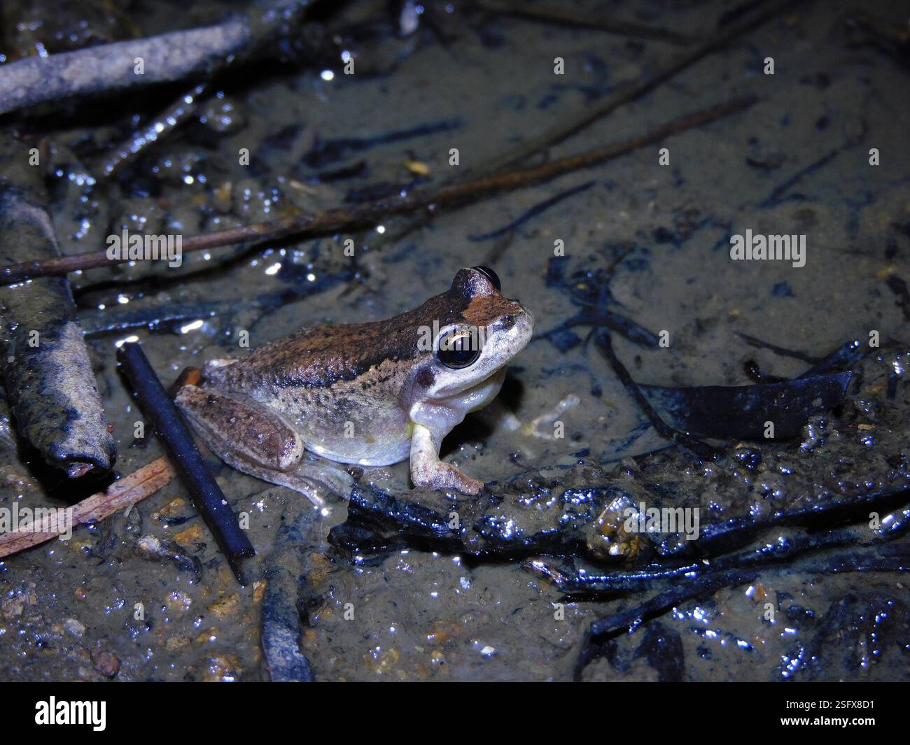 Brown Tree Frog (Litoria ewingii), Amphibia, Hobart TAS, Australia ...