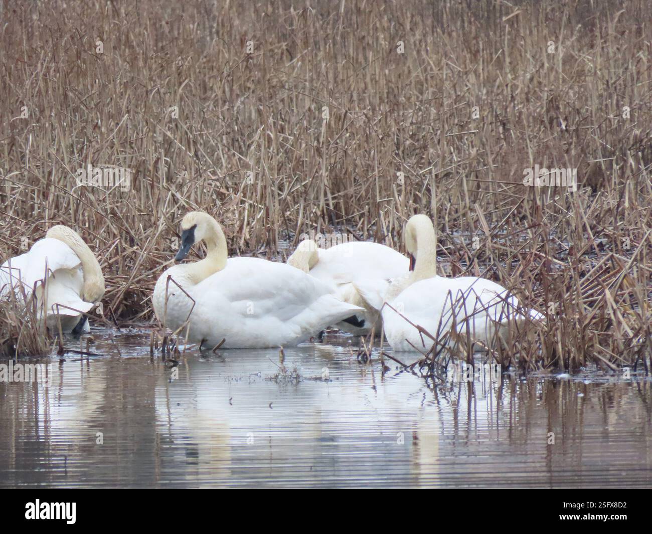 Trumpeter Swan (Cygnus buccinator), Aves, Capital, BC, Canada Stock ...