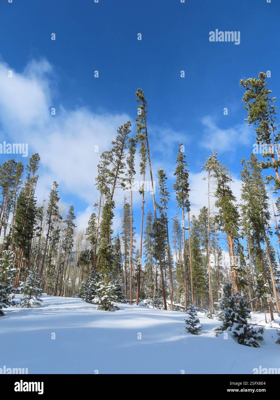 lodgepole pine (Pinus contorta), Plantae, Summit, Colorado, United ...