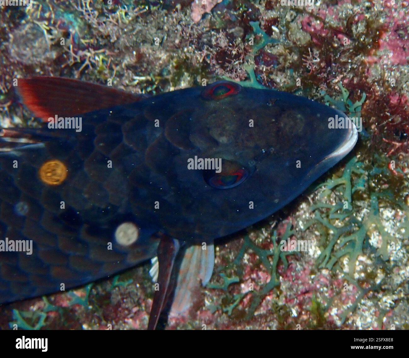 European Parrotfish (Sparisoma cretense), Actinopterygii, Baía Entre ...