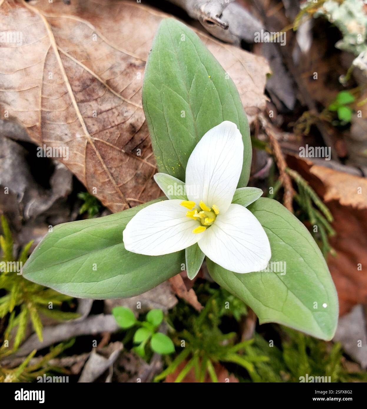 snow trillium (Trillium nivale), Plantae, Kentucky, US, Known ...