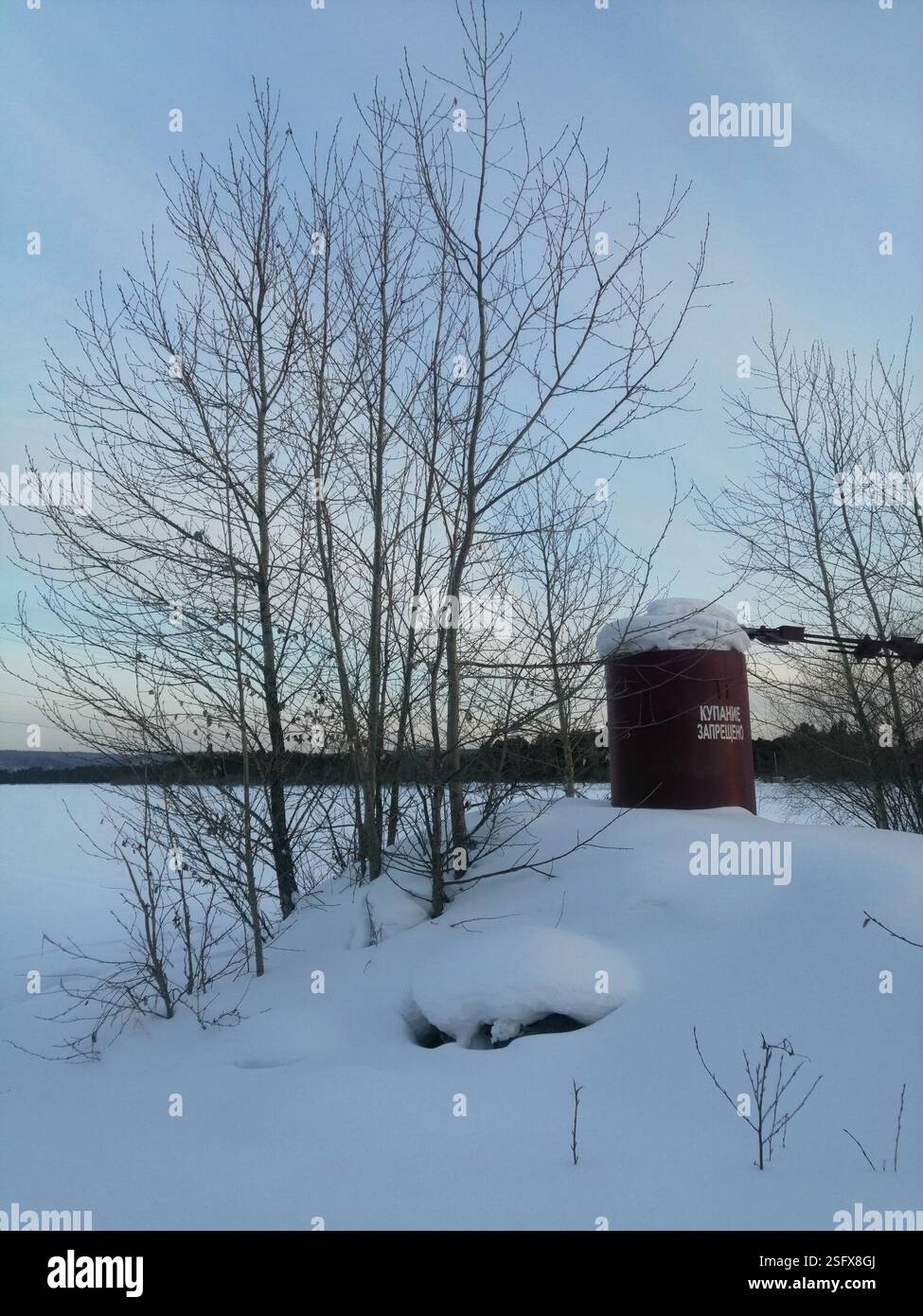 Laurel-leaved Poplar (Populus laurifolia), Plantae, Usol'skiy rayon, RU ...