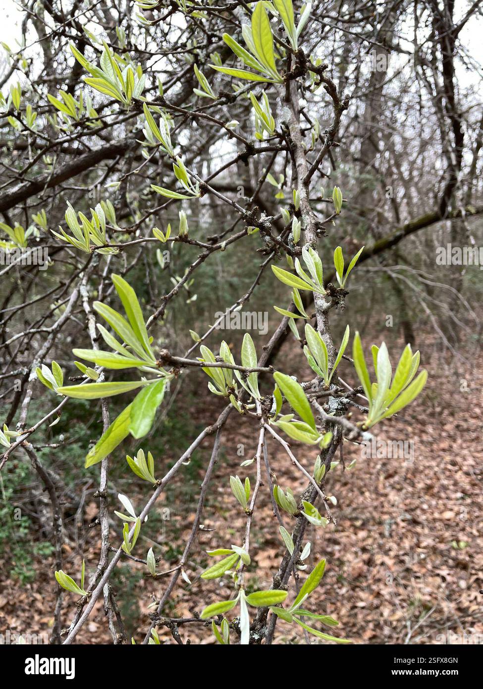 Gum bumelia (Sideroxylon lanuginosum), Plantae, Fairfield Lake State ...