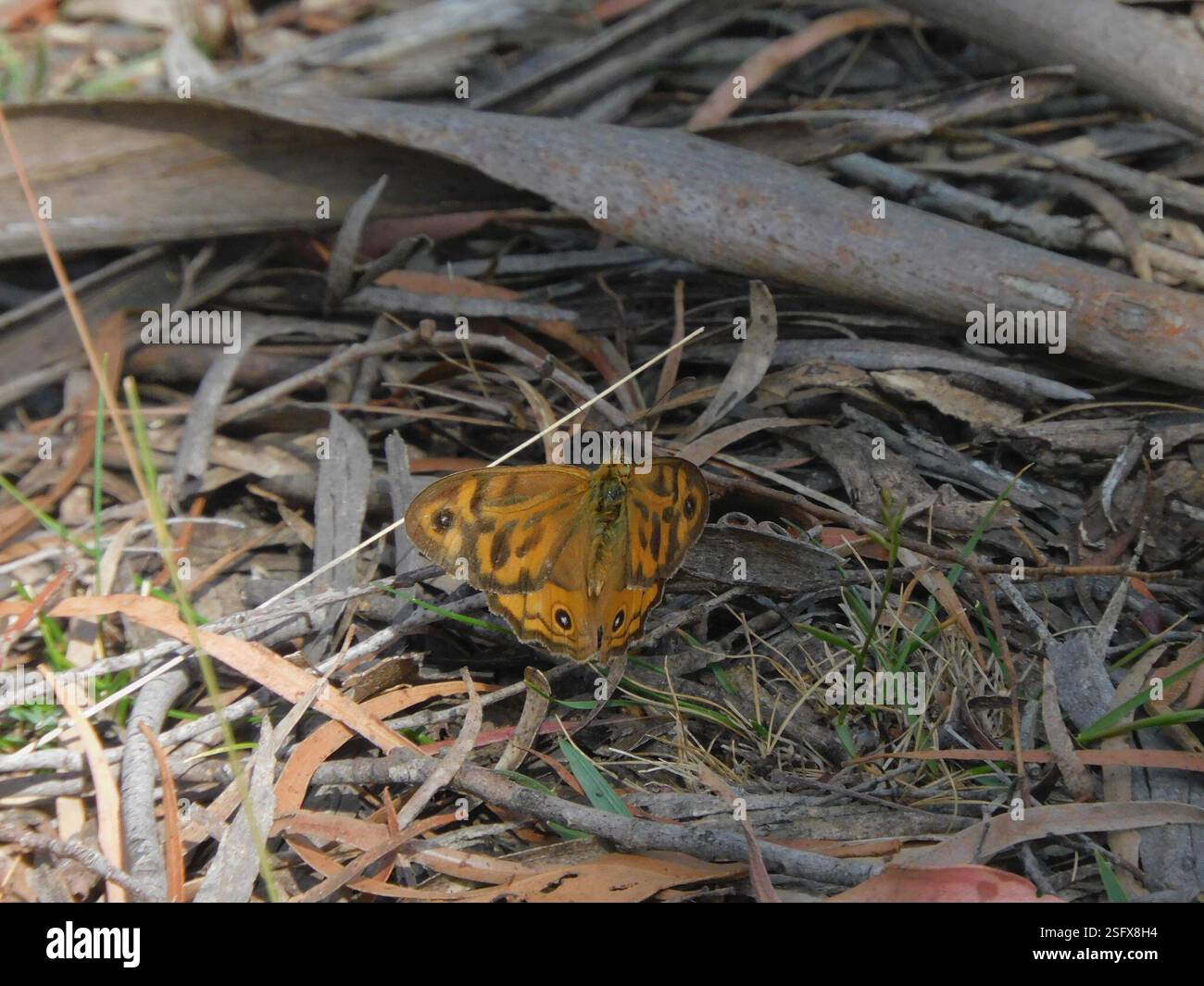 Common Brown (Heteronympha merope), Insecta, Hobart TAS, Australia ...