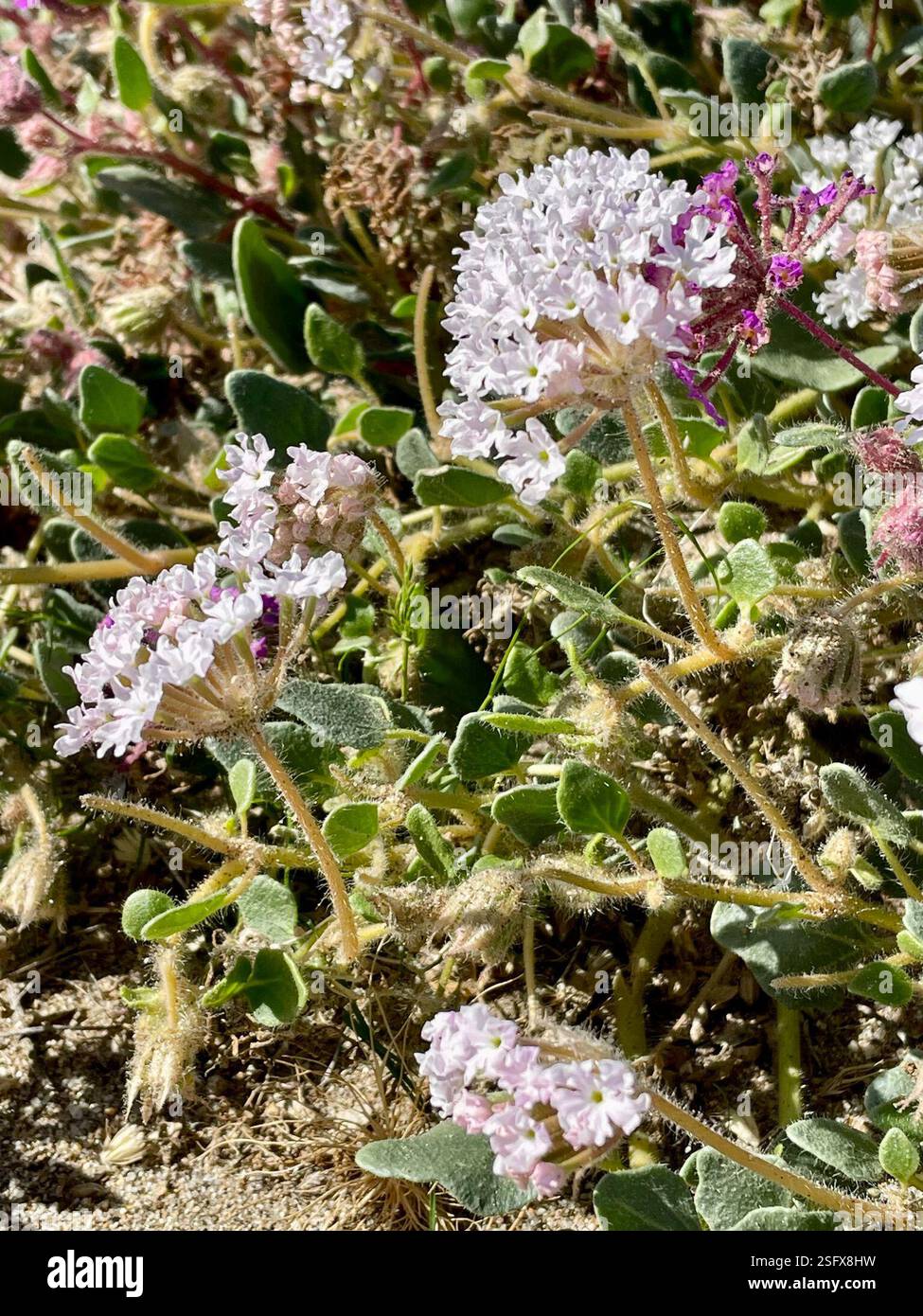desert sand verbena (Abronia villosa), Plantae, Borrego Springs, CA, US ...
