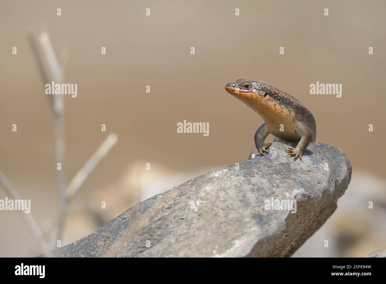 Short-necked skink, lizard, Sudan Mabuya, (Trachylepis brevicollis ...