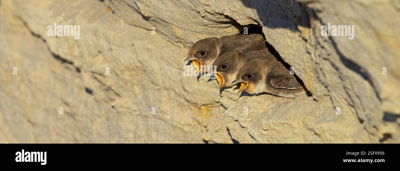 Sand martin, sand martins, (Riparia riparia) animals, birds, swallows ...