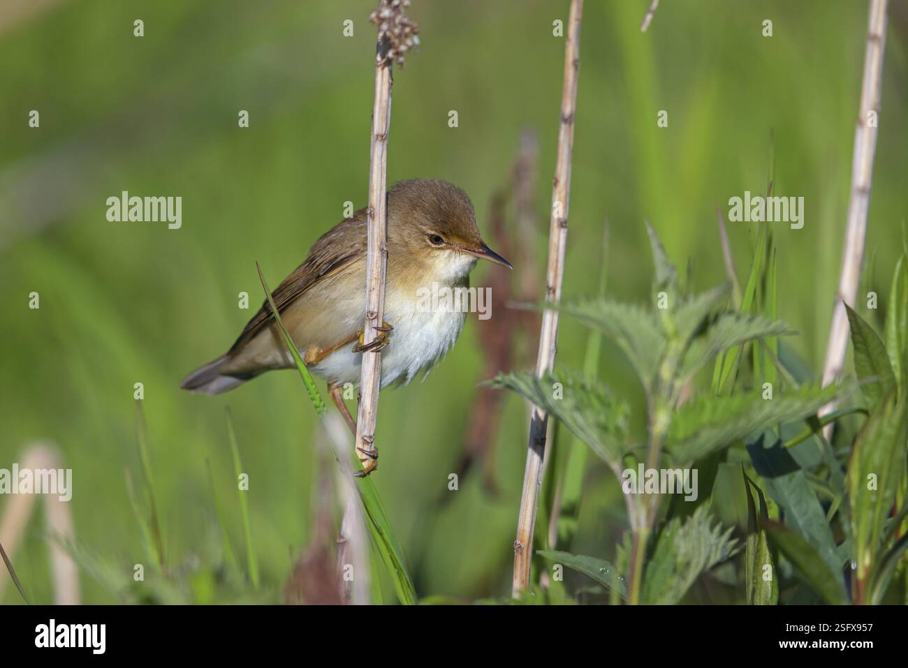 Reed Warbler, subspecies scirpaceus, (Acrocephalus scirpaceus ...