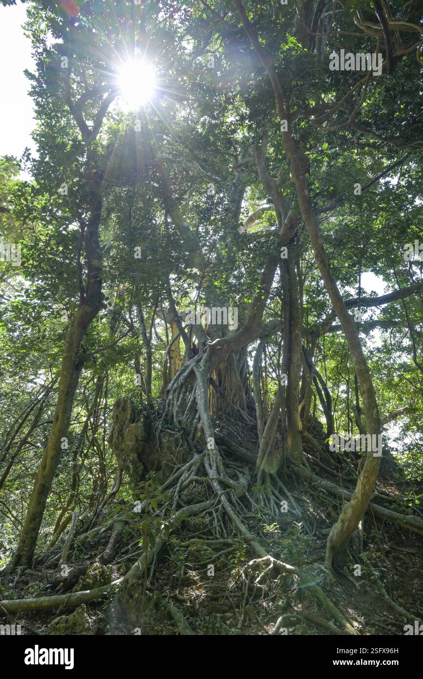 Aerial roots of the banyan fig, Valley of hanging fig roots, limestone ...