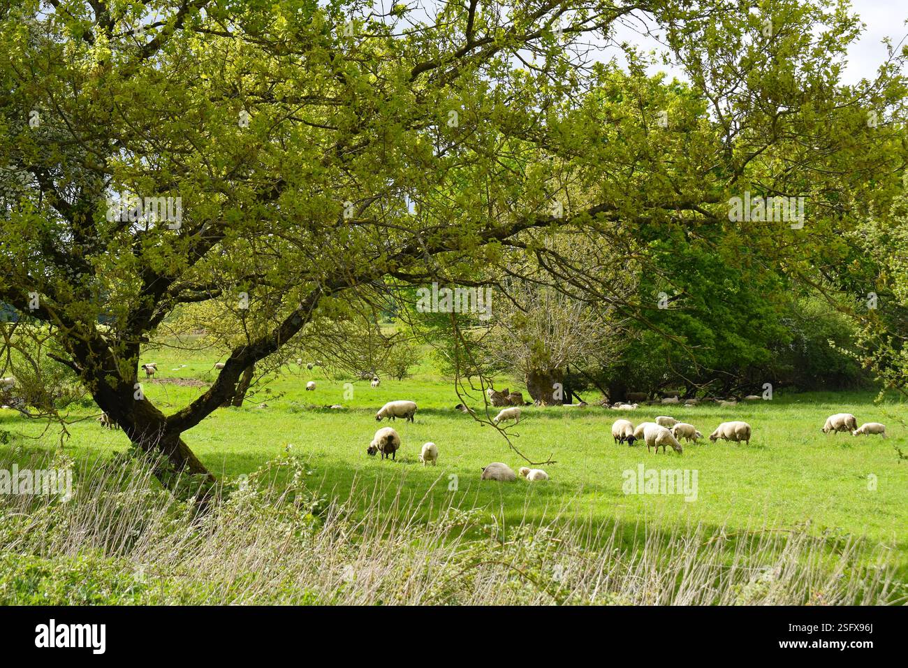 A group of sheep peacefully grazing on lush grass beside a large, solitary tree, creating a ...