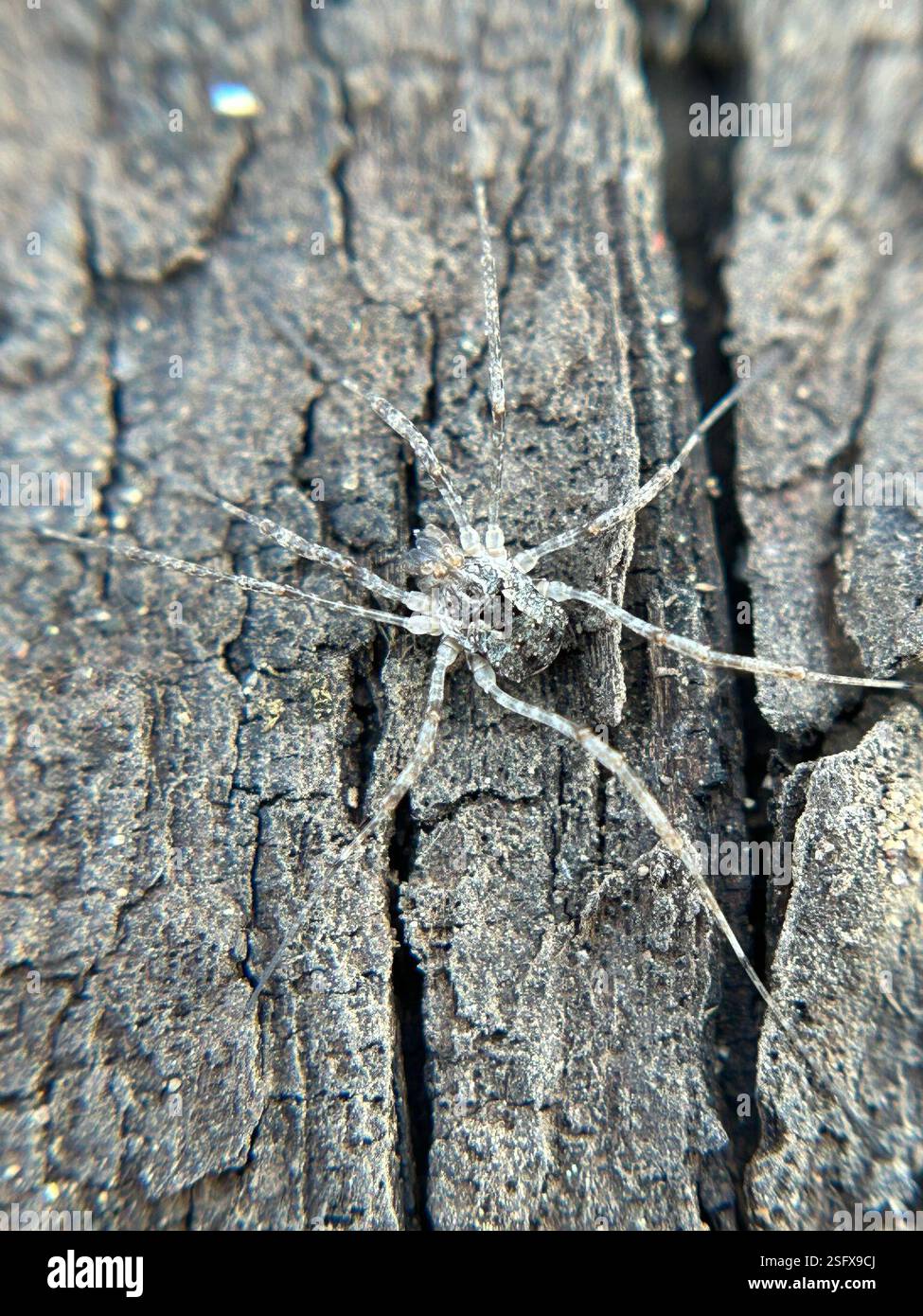 (Protolophus), Arachnida, Morro Bay State Park, Morro Bay, CA, US ...