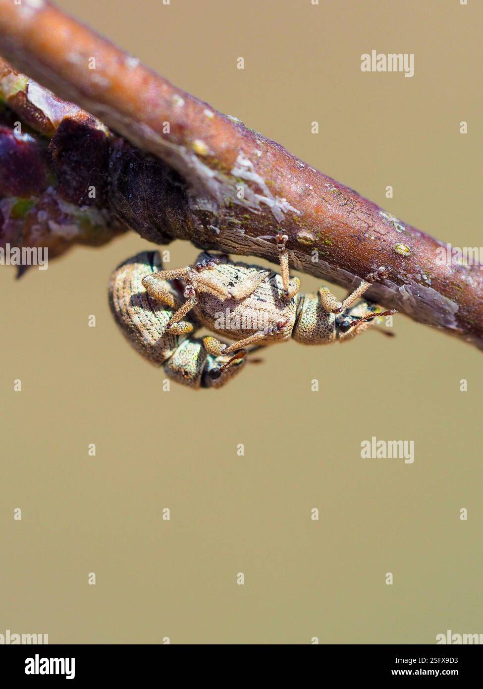 (Strophosoma capitatum), Insecta, Bjerringbro, 8850 Bjerringbro ...