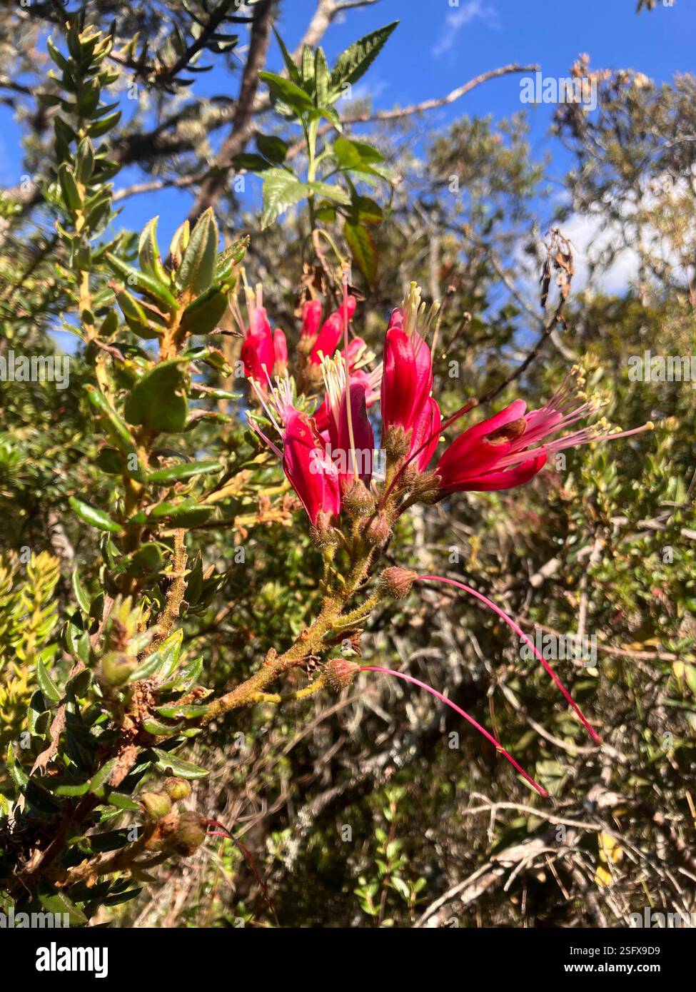 (Bejaria resinosa), Plantae, Tierra Negra, Sesquilé, Departamento de ...