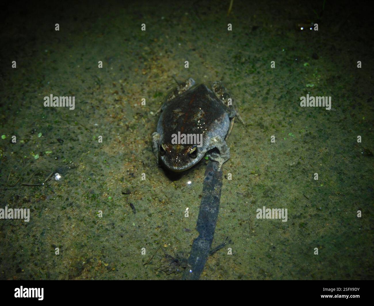 Common Eastern Froglet (Crinia signifera), Amphibia, Hobart TAS ...