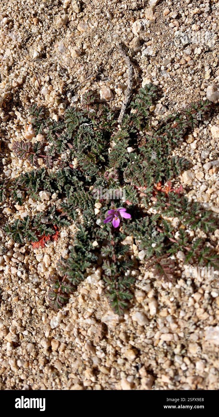 Redstem Stork's-bill (Erodium cicutarium), Plantae, Joshua Tree ...